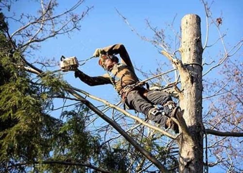 Complete Tree Service and Tree Removal | Rancho Tree Care