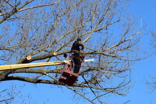 Professional Tree Pruning and Lacing Services | Rancho Landscape & Tree ...