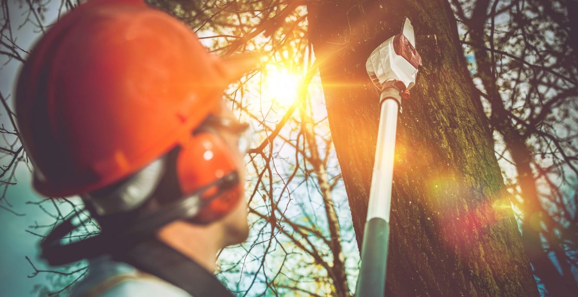 Professional Tree Pruning and Lacing Services | Rancho Landscape & Tree ...