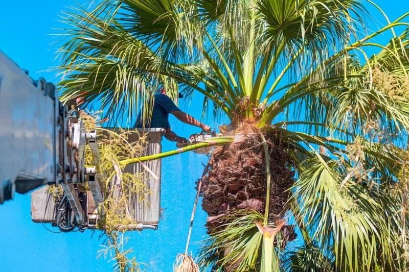 Affordable Residential Tree Services | Rancho Tree Care