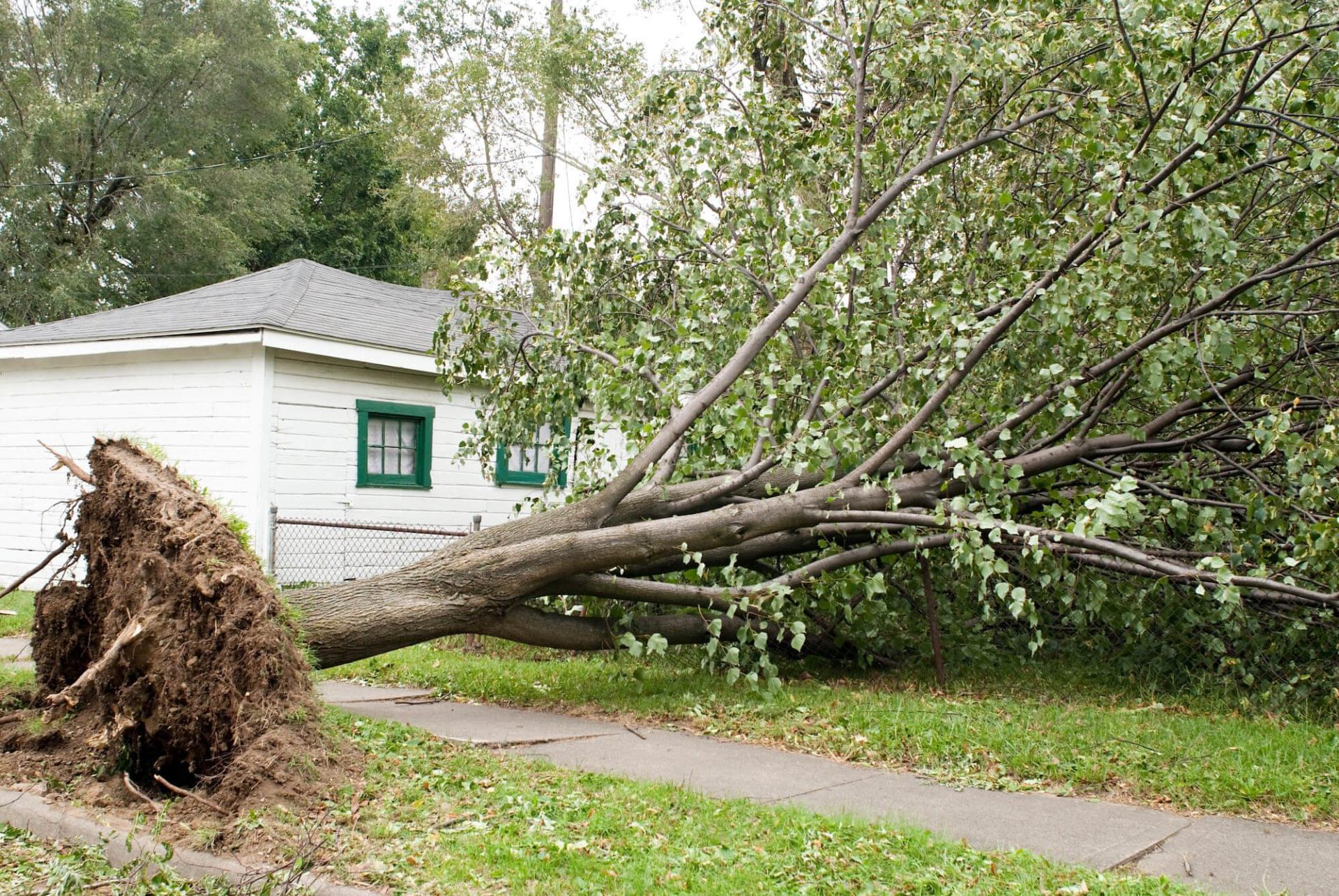 What To Do When You Need Emergency Tree Removal - Rancho Landscape and ...